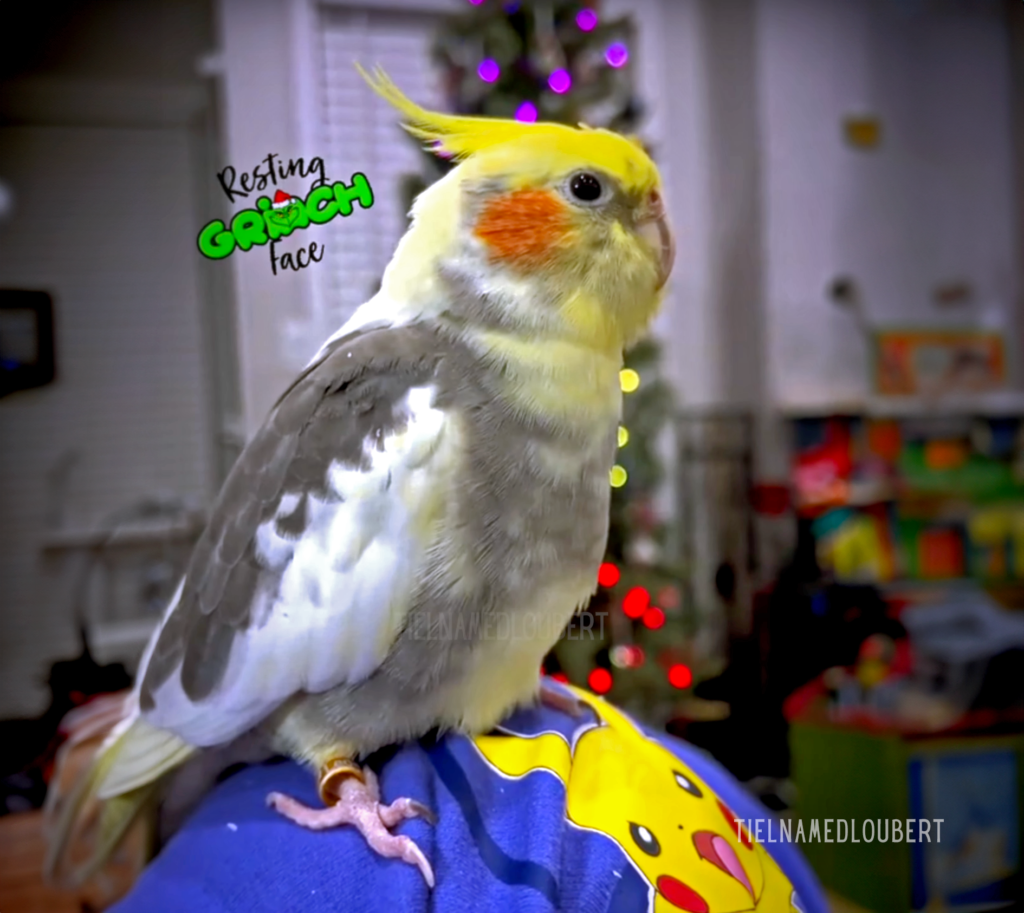 Cockatiel’s Christmas Eve Poem - Tiel Named Loubert